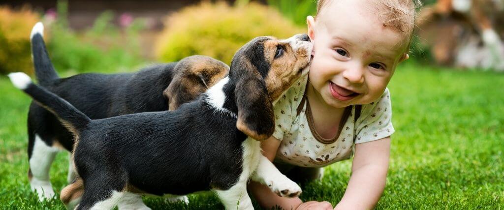 Good Family Dog Breeds