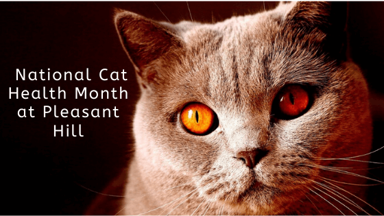National Cat Health Month